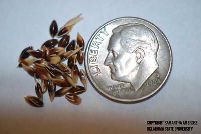 Johnson Grass Seed